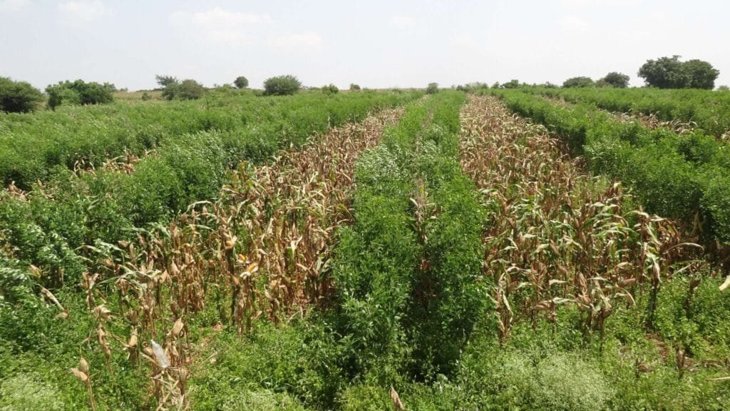 Intercropping of Maize + Redgram (BRG-2and 5) with paired row in ...