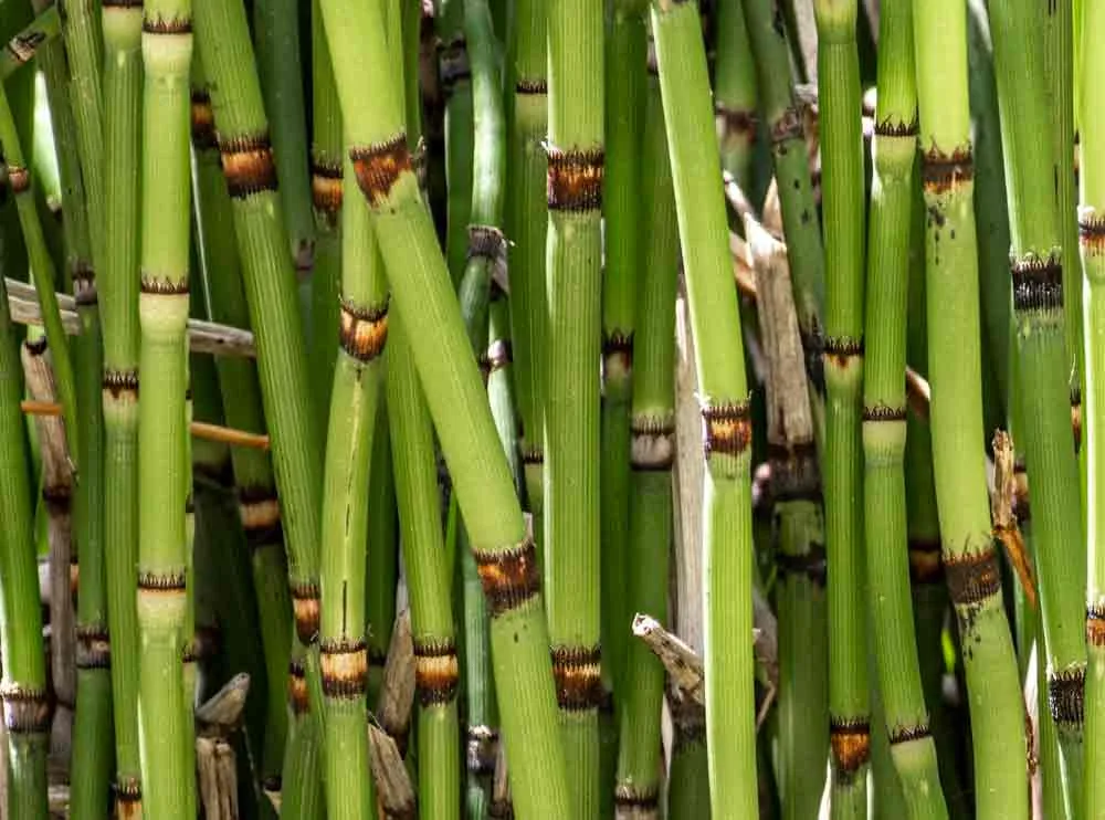 Our Products – ICAR-Taralabalu Krishi Vigyan Kendra